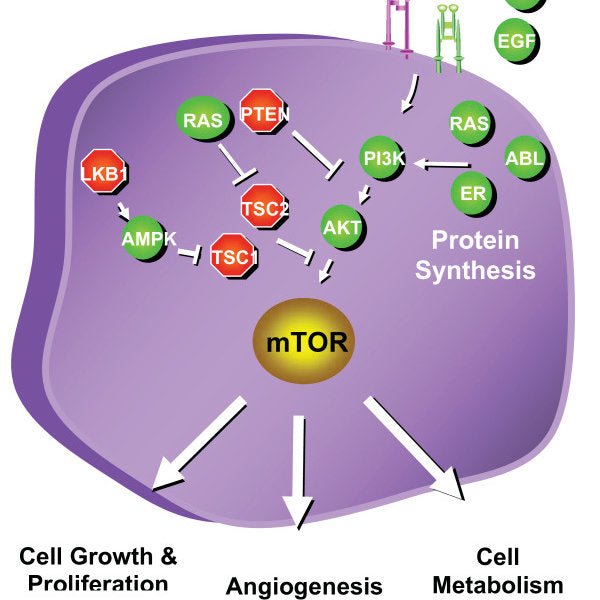 What Is MTOR and How Does It Affect Aging? – Longevity Box